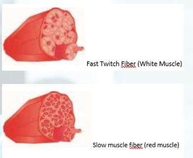 Flexus - Passive Gymnastics with high impact electromagnetic shock ...